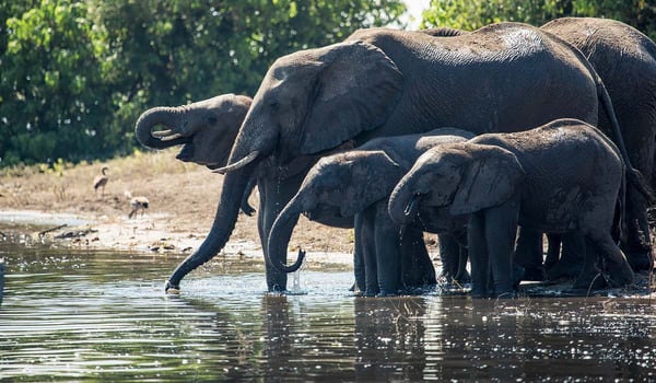 Botswana Beauty