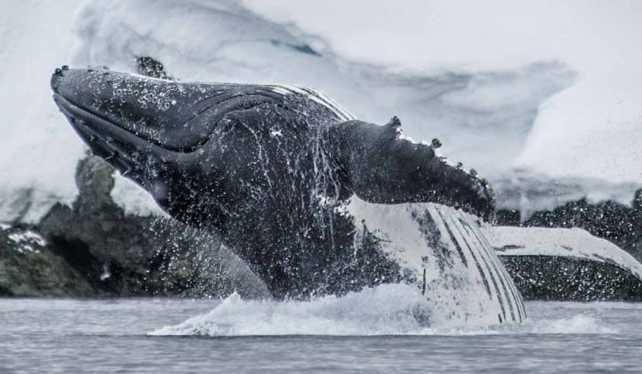 Experience Conservation International With Ponant Cruises