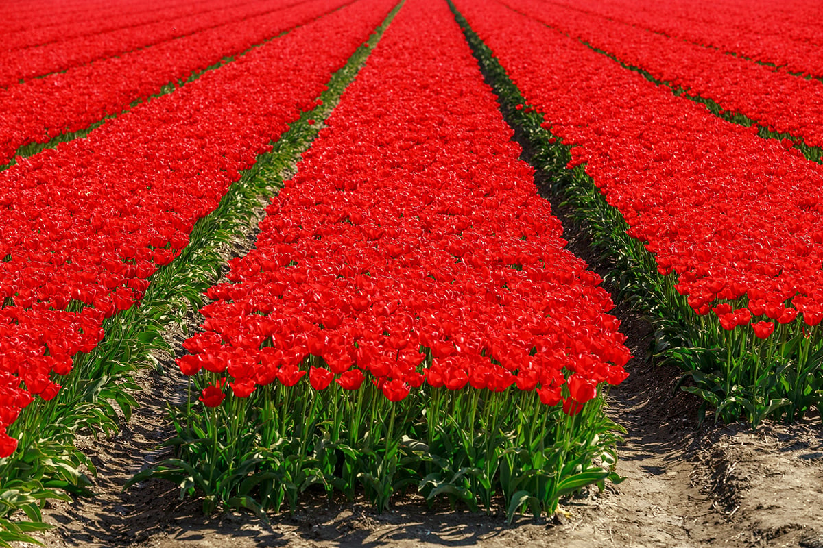 When Is Tulip Season in the Netherlands?